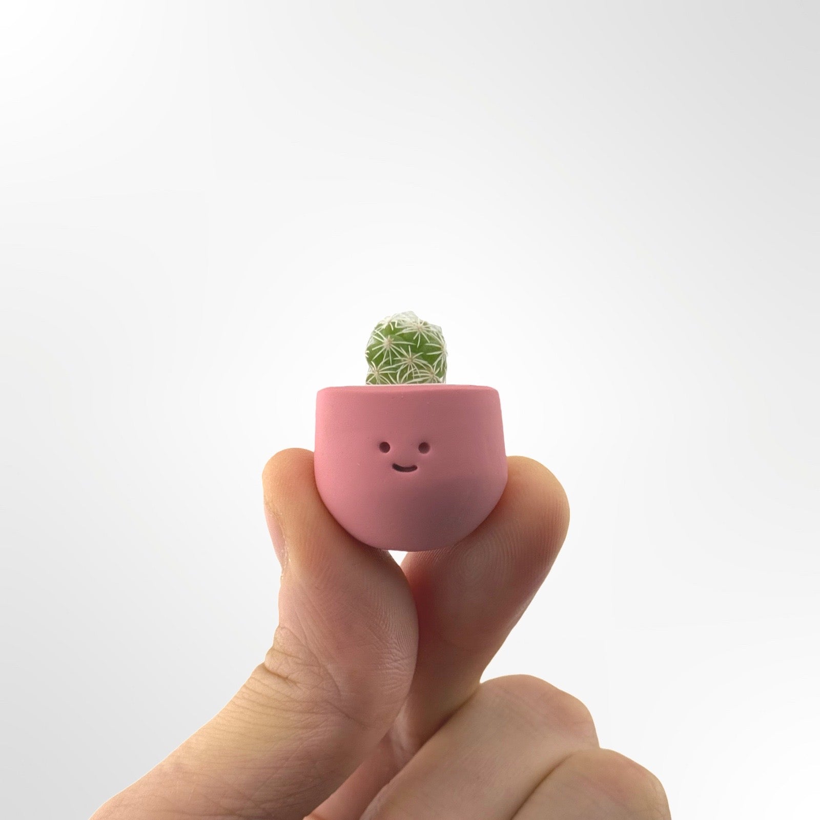 Collections – Real Tiny Plants